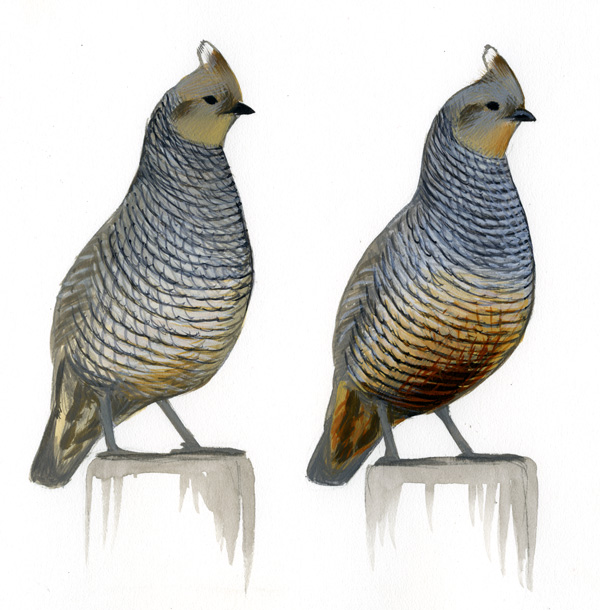 Similar quails