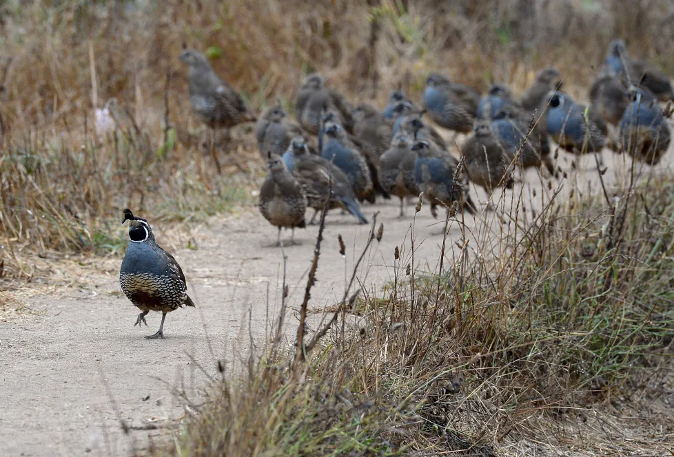 What Is a Quail? - QuailMind.com