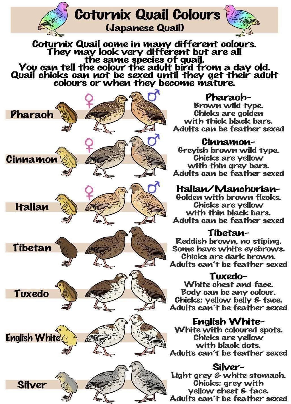 How to Feather Sex Quail: Easy Method to Tell Male from Female Quail